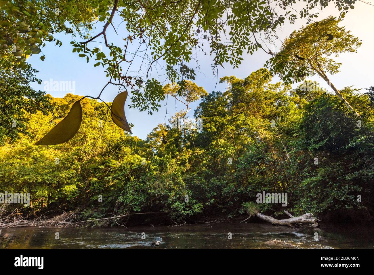 France, French Guiana, unexplored area on the border between the heart ...