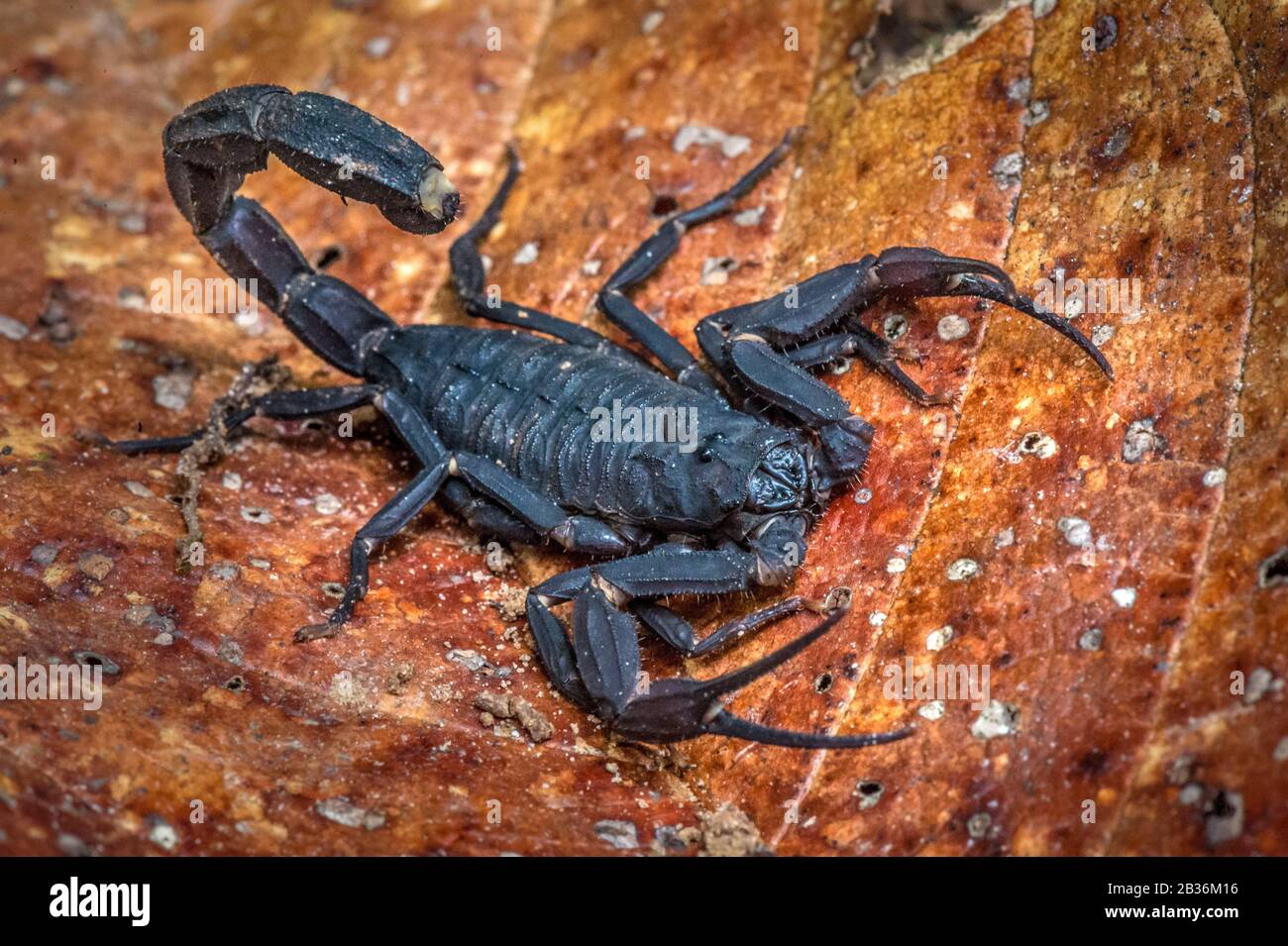 Tityus obscurus hi-res stock photography and images - Alamy
