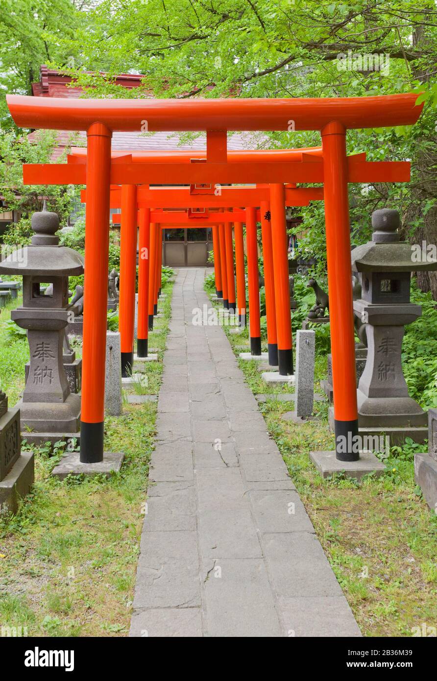 Corridor of red torii gates in Hachiman Akita Shinto Shrine in Akita ...