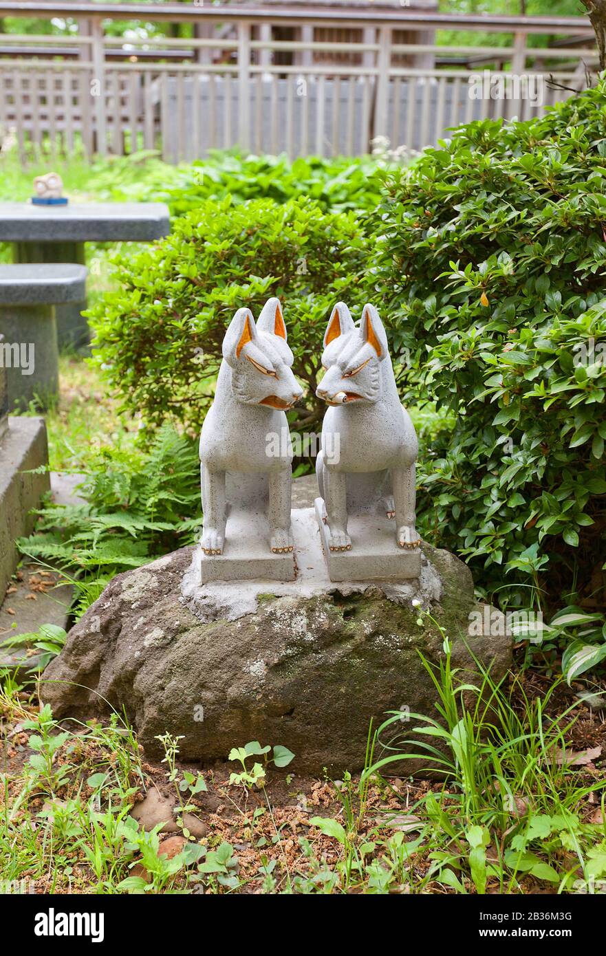 Statues of kitsune in Hachiman Shinto Shrine on the grounds of Kubota ...