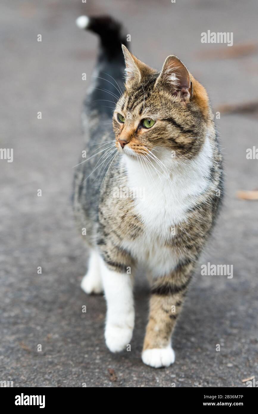 Stray tabby cat walking on the road Stock Photo - Alamy