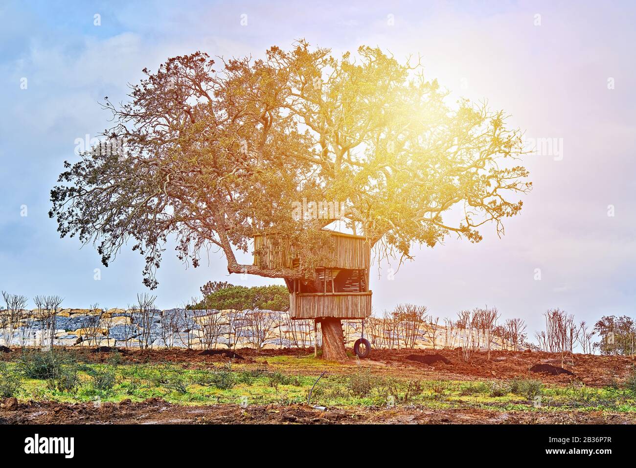 Alone big tree with small treehouse in backyard against blue sky. Happy ...