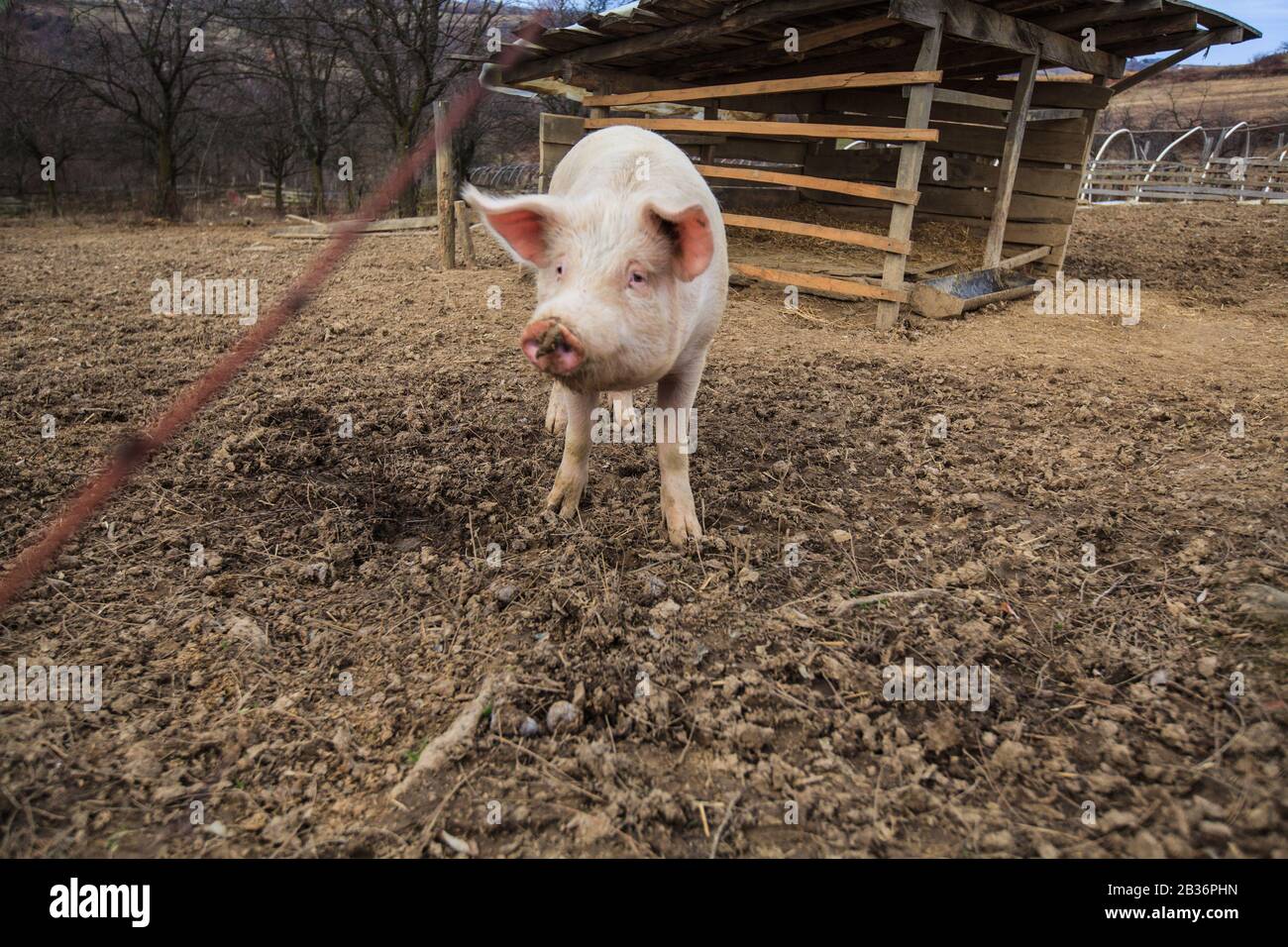 Traditional breed of domestic pigs at rural animal farms Stock Photo ...