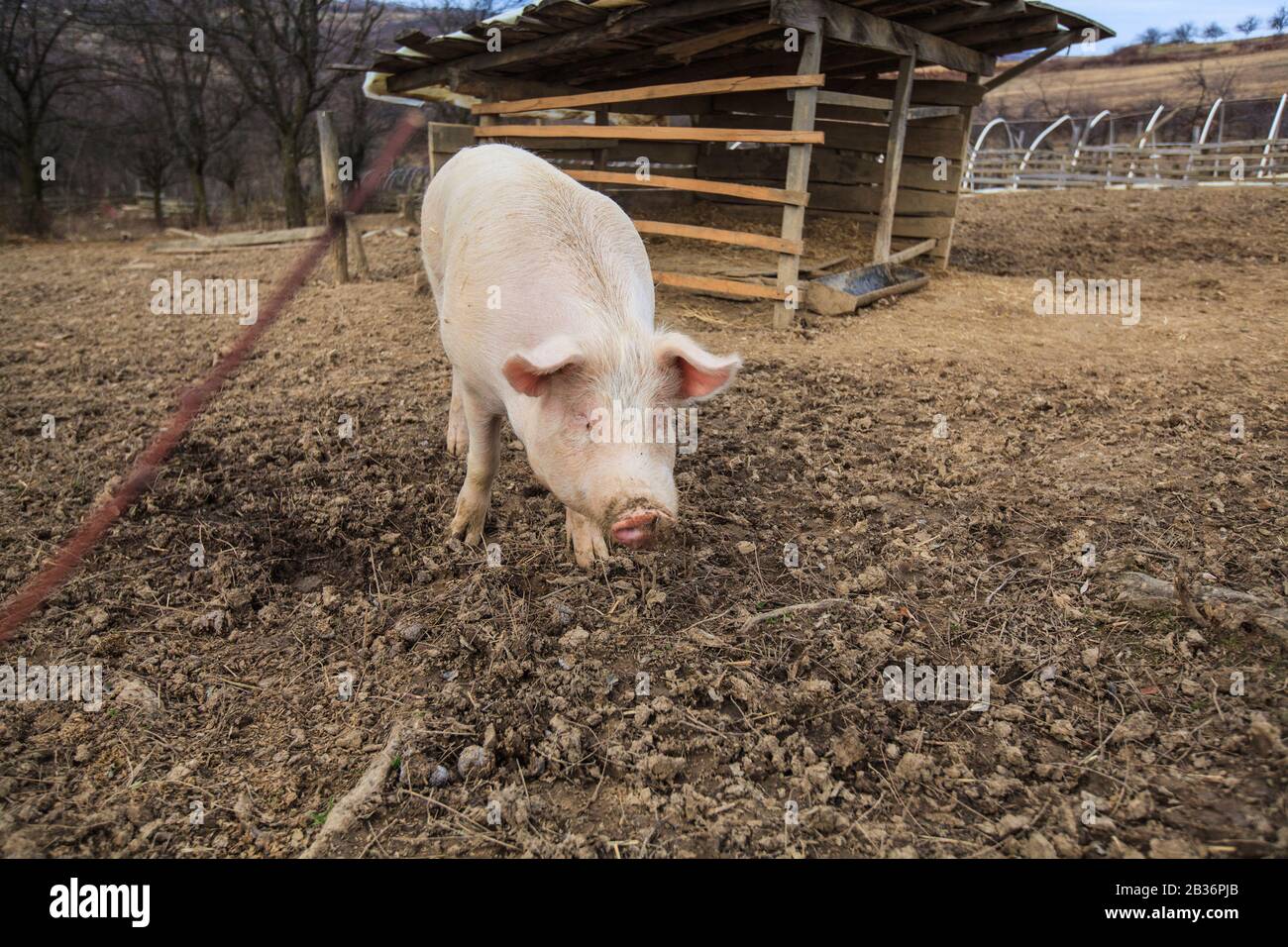 Traditional breed of domestic pigs at rural animal farms Stock Photo ...