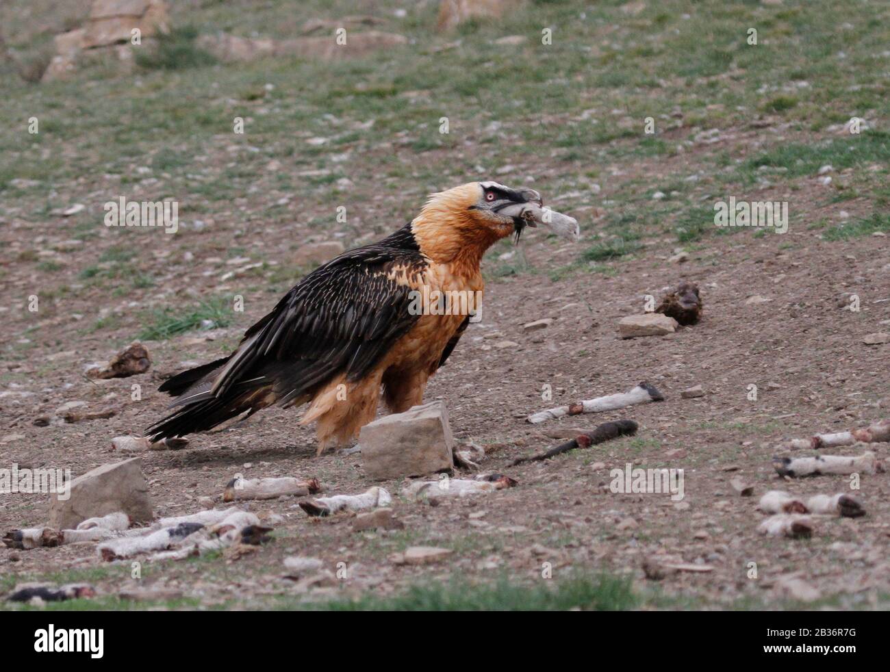 Bone in beak hi-res stock photography and images - Alamy