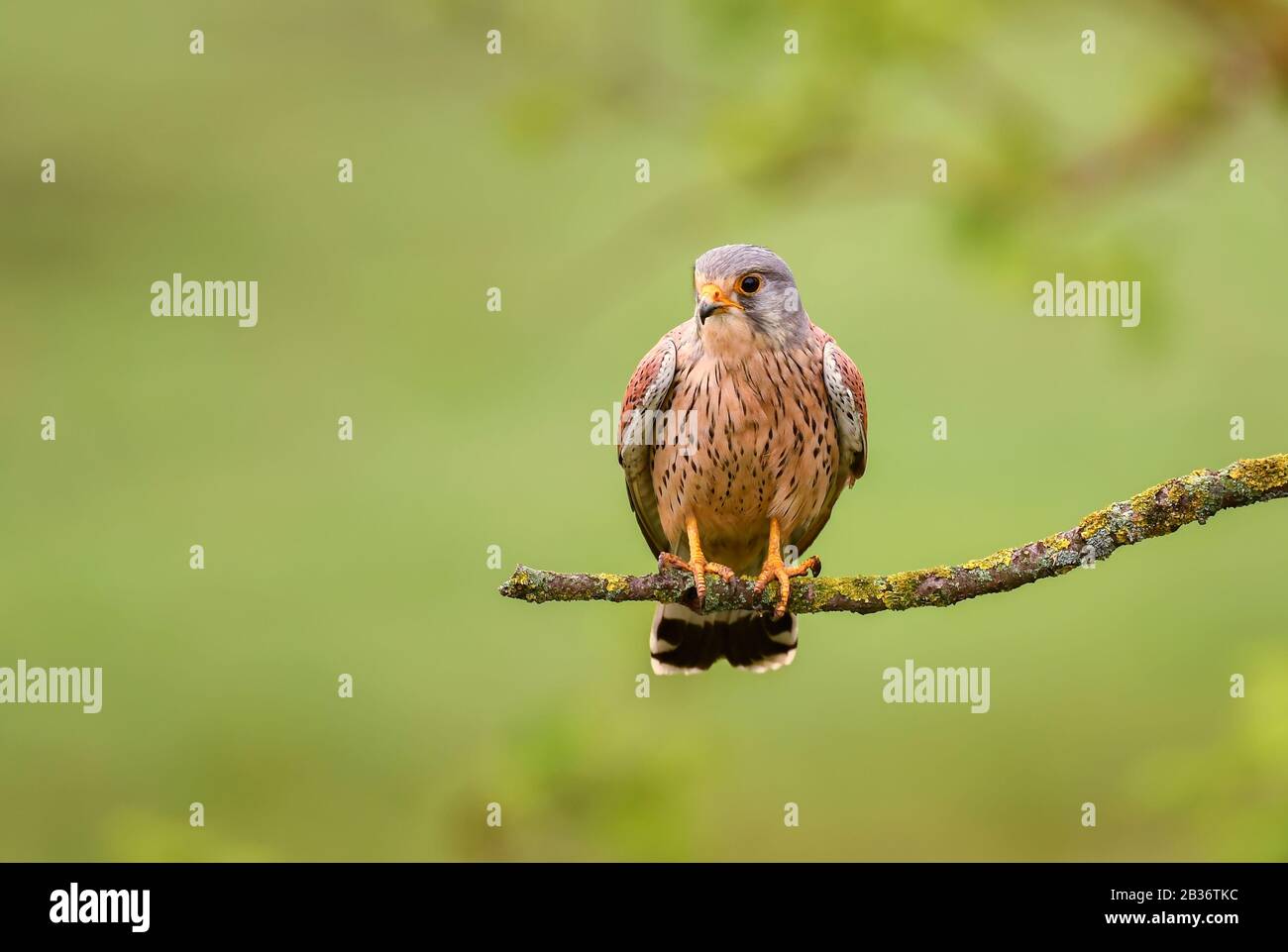 Falcons High Resolution Stock Photography and Images - Alamy