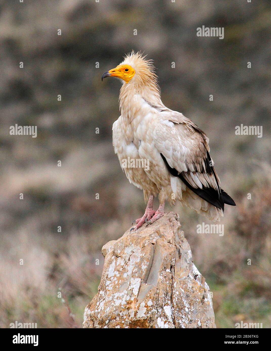 Egyptian Vulture, Neophron percnopterus, found Southern Europe ...