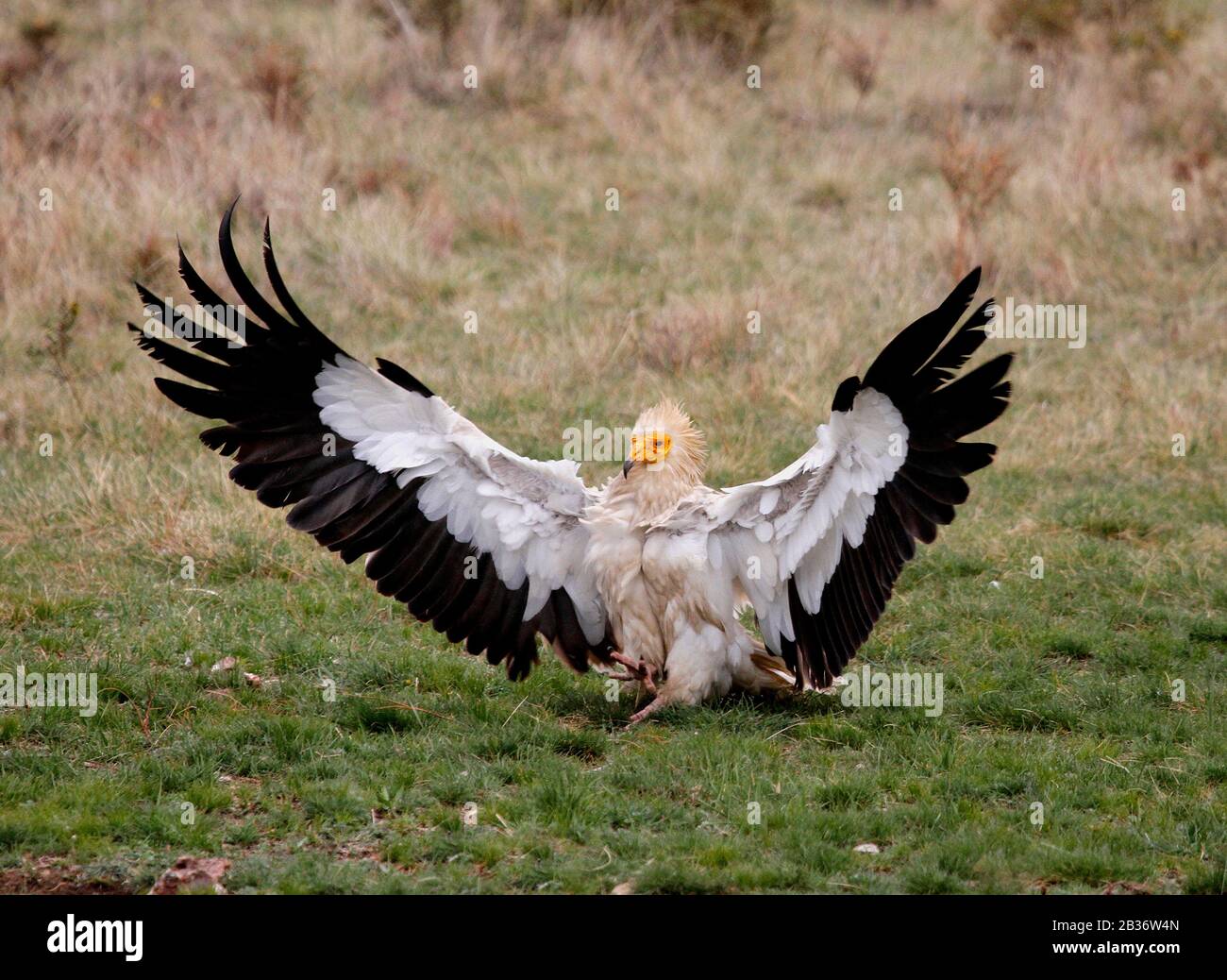 Egyptian vulture hi-res stock photography and images - Alamy