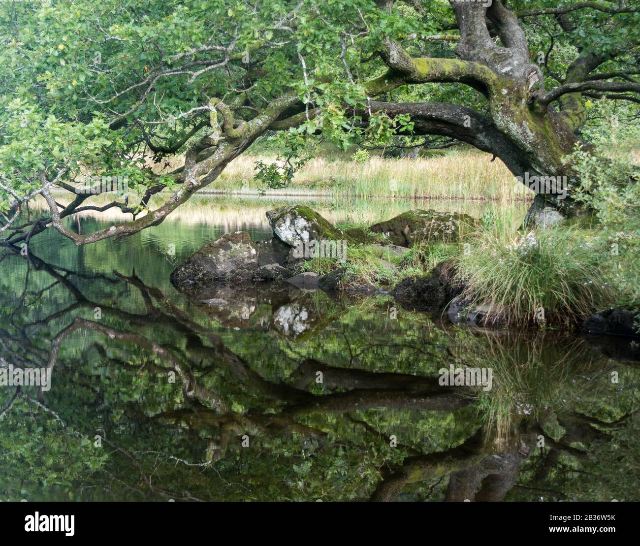 Oak Tree Reflection Rydal Water Lake District, Cumbria, UK Stock Photo ...