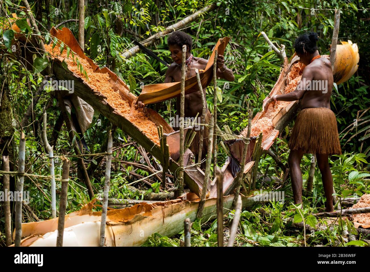Indonesia, West Papua, Mabul, Korowai expedition, sagou palm-tree ...