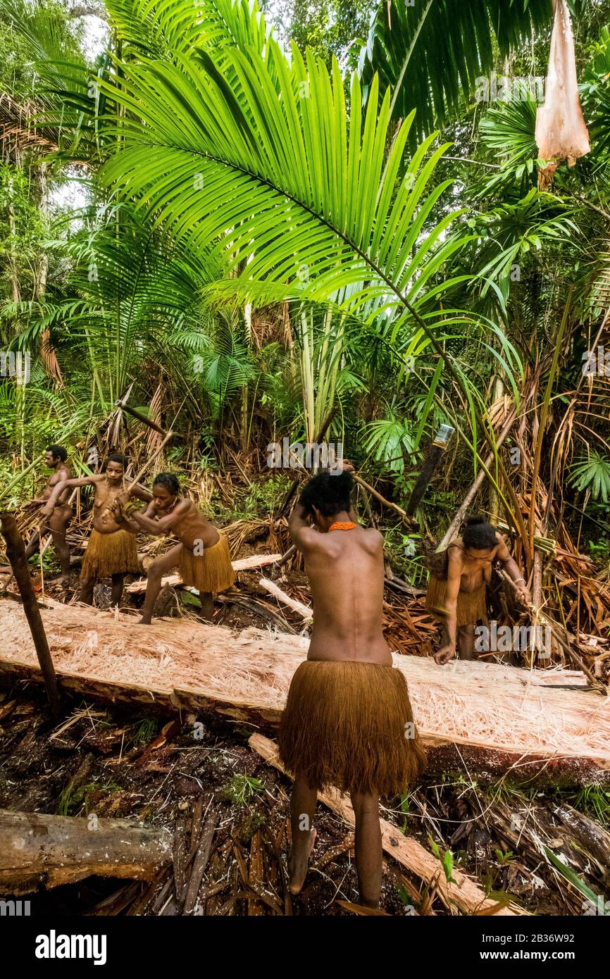 Indonesia, West Papua, Mabul, Korowai expedition, sagou palm-tree ...