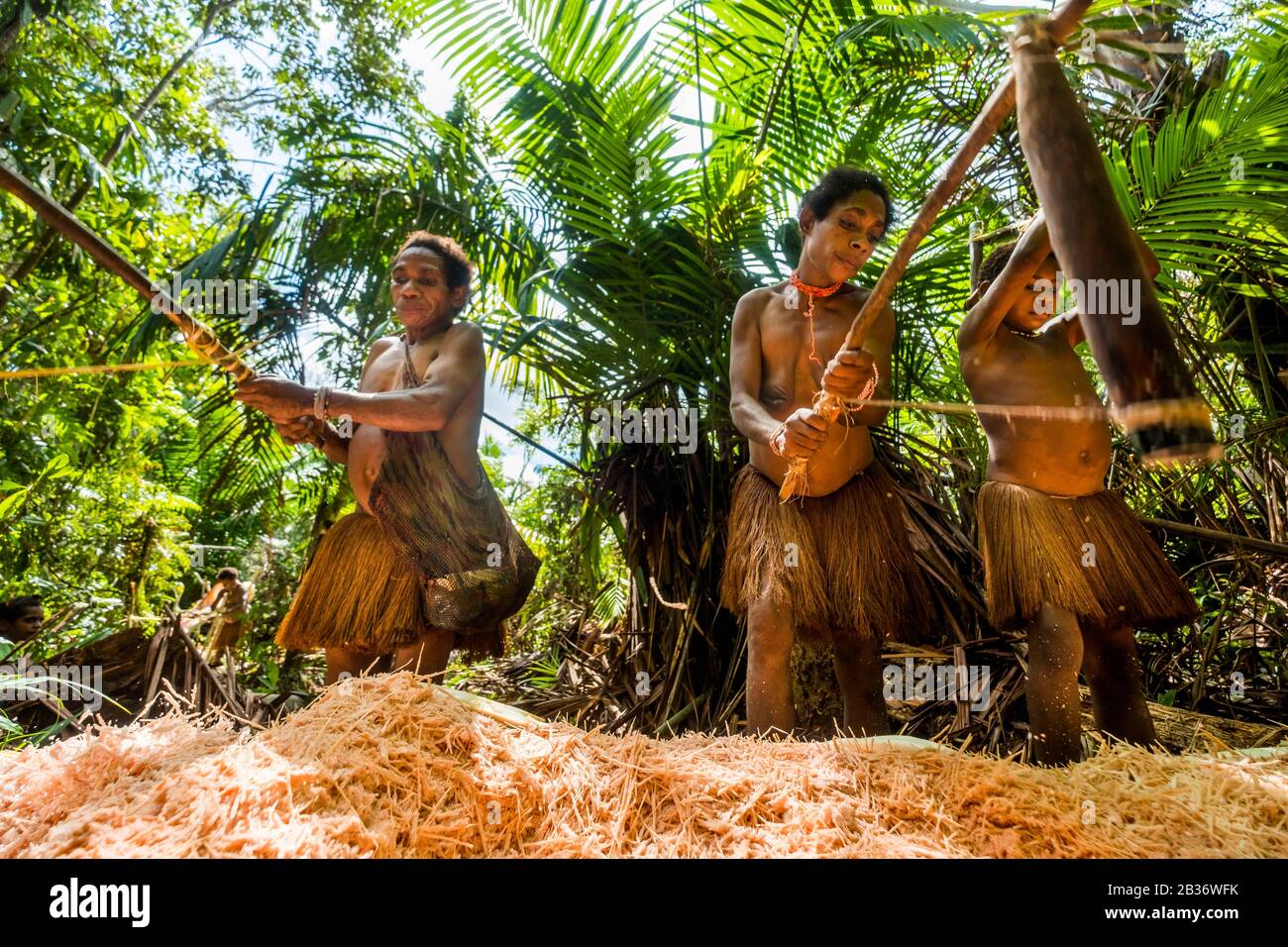 Indonesia, West Papua, Mabul, Korowai expedition, sagou palm-tree ...