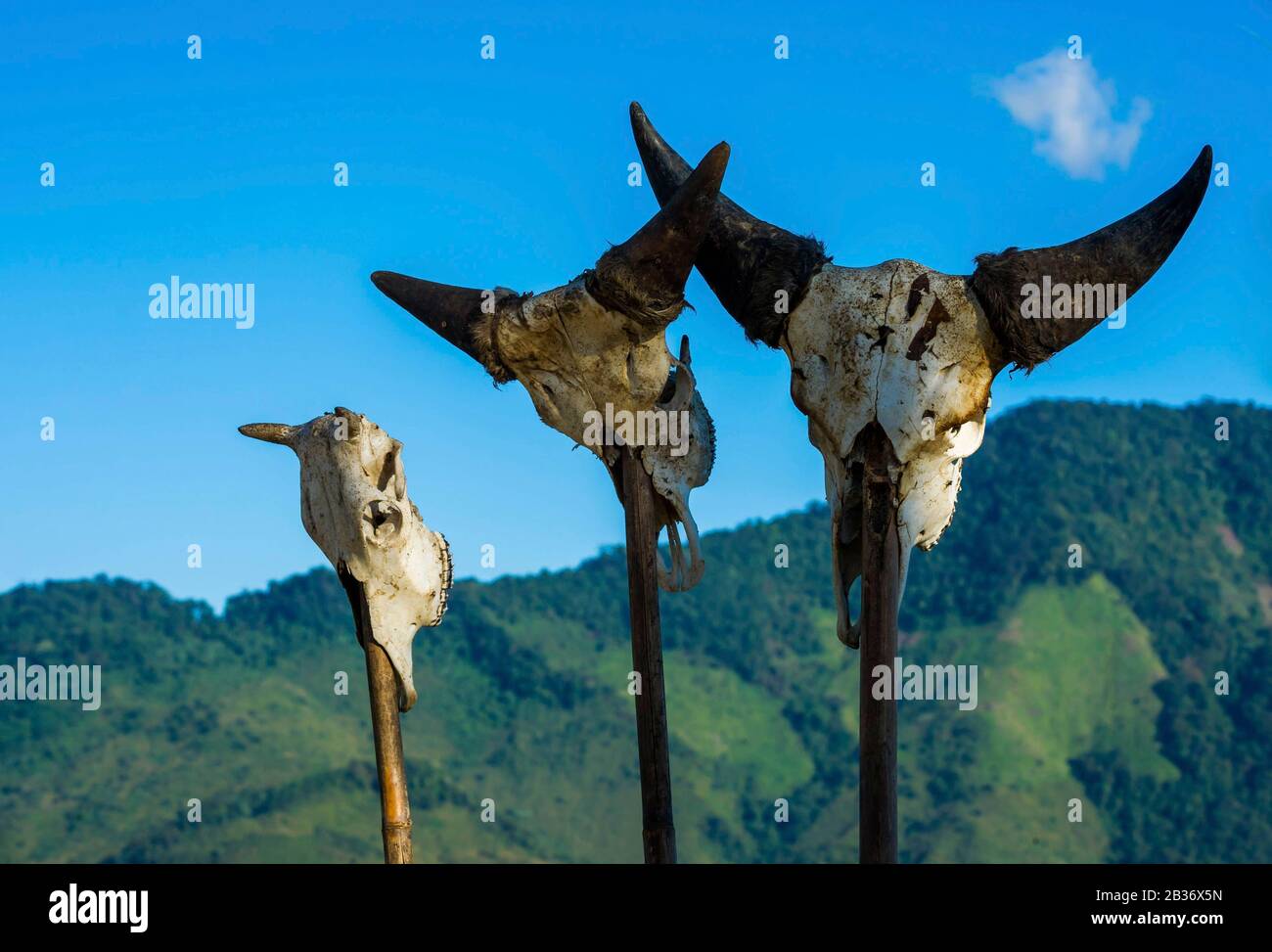 India, Nagaland, Longwa, Konyak tribe, royal palace, mithun horns and ...