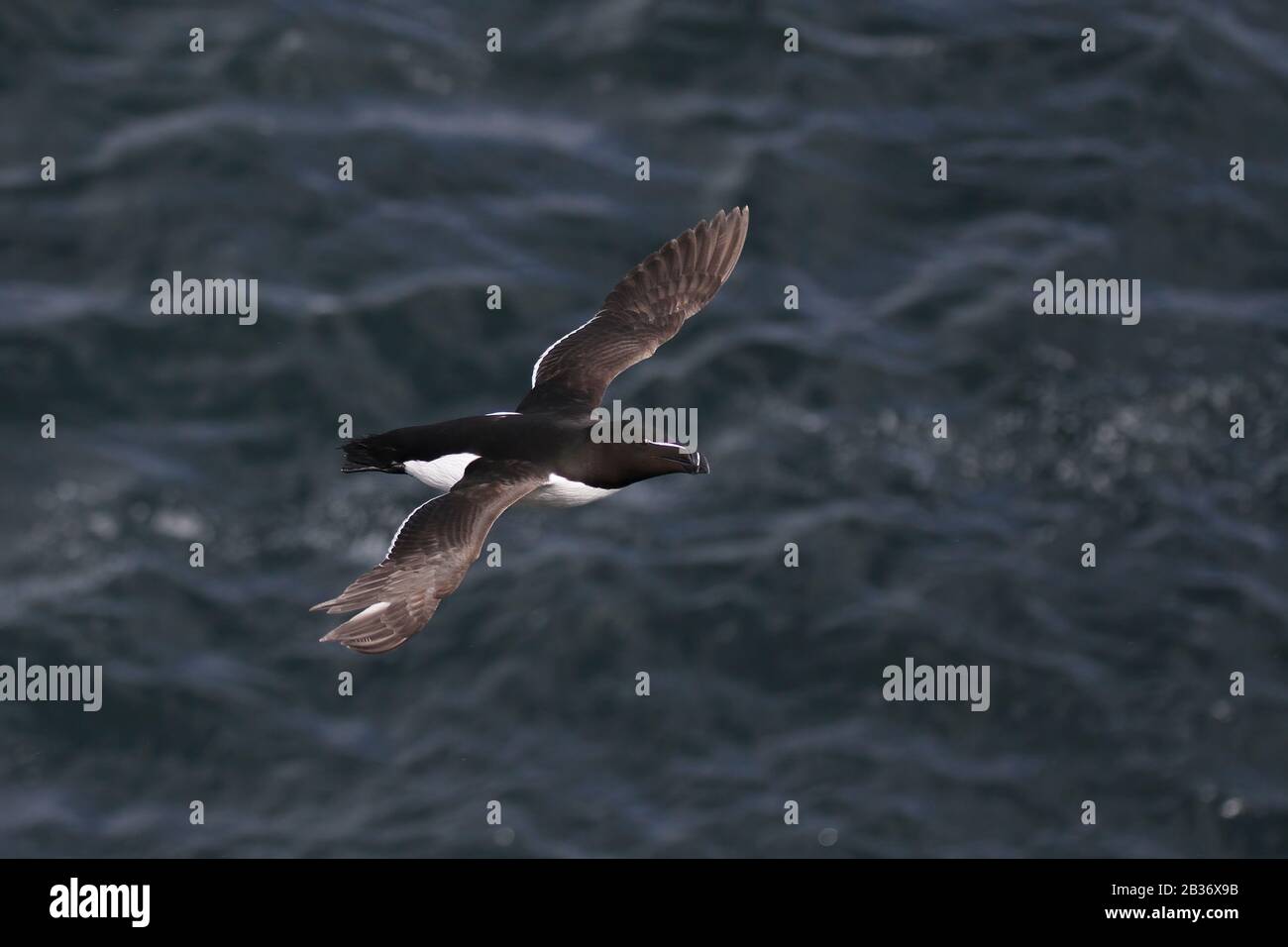 Rarest birds hi-res stock photography and images - Alamy