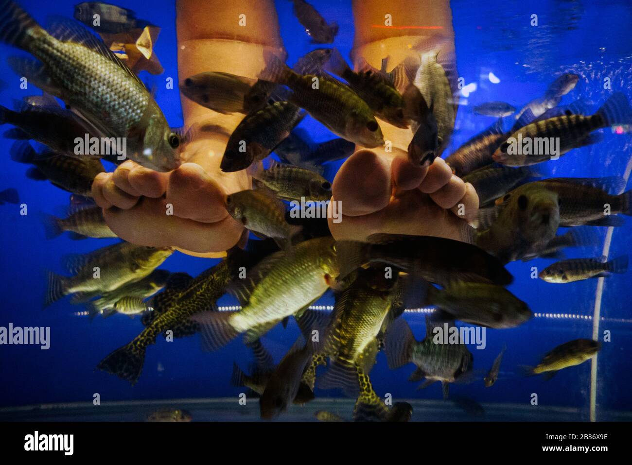 Name That Fish Eat Dead Skin