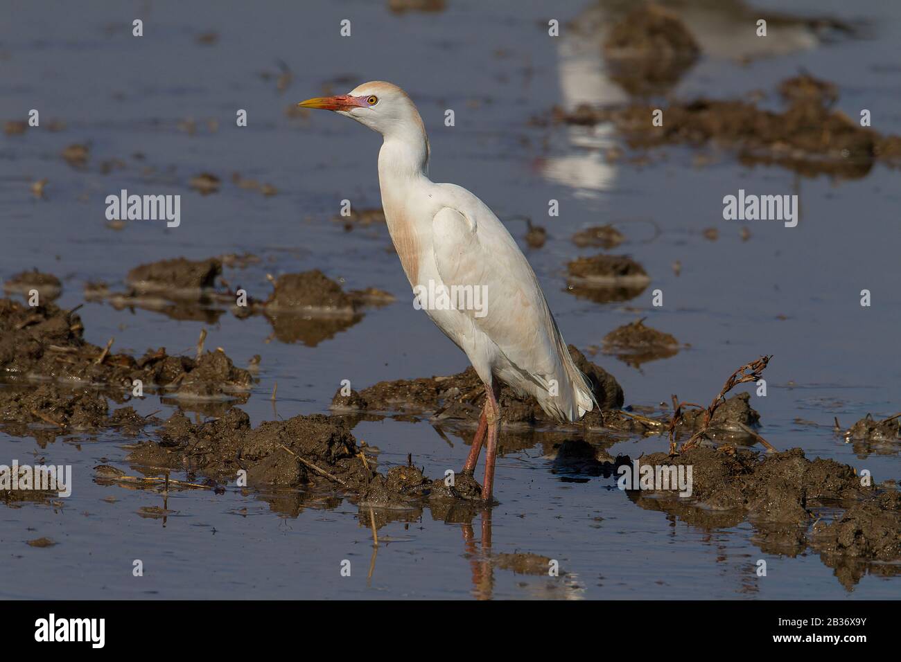 Cattle Egret, Bubulcus ibis, found throughout the world, standing ...