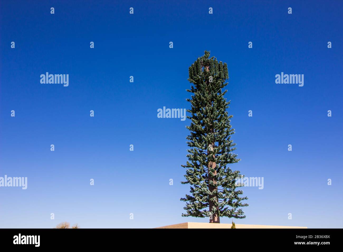 Cellular Tower Disguised As Tree Stock Photo - Alamy