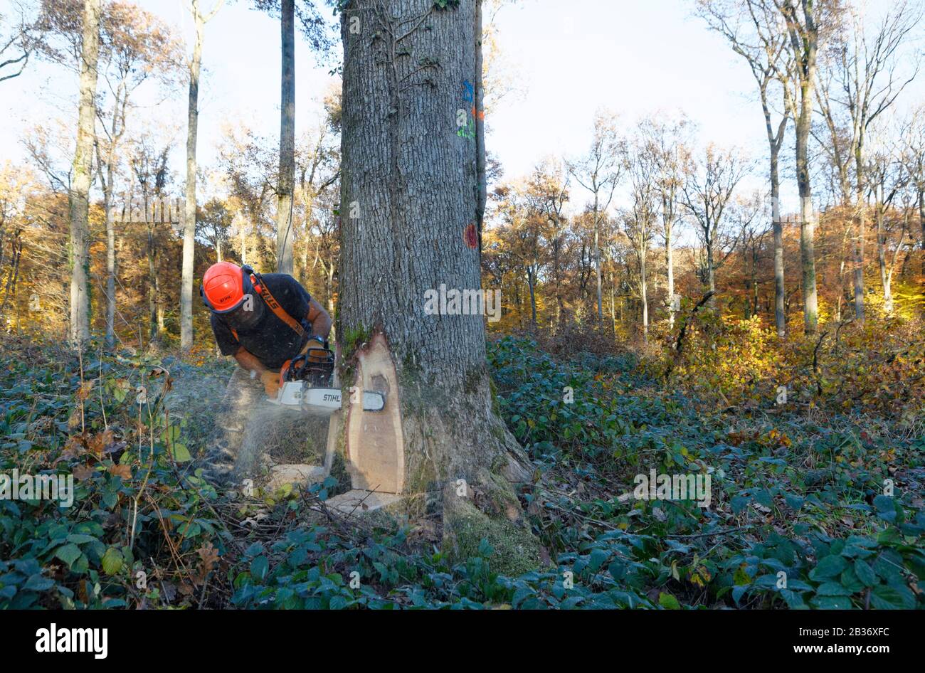 France, Allier, lumberjack working in oaks forest of Moladiers towards ...