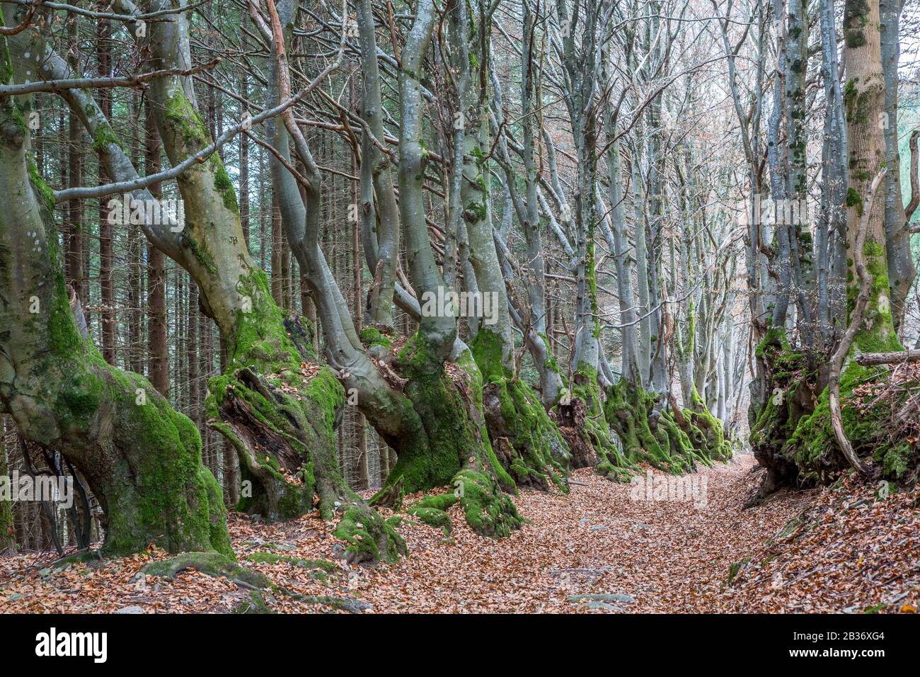 Chabanne hi-res stock photography and images - Alamy