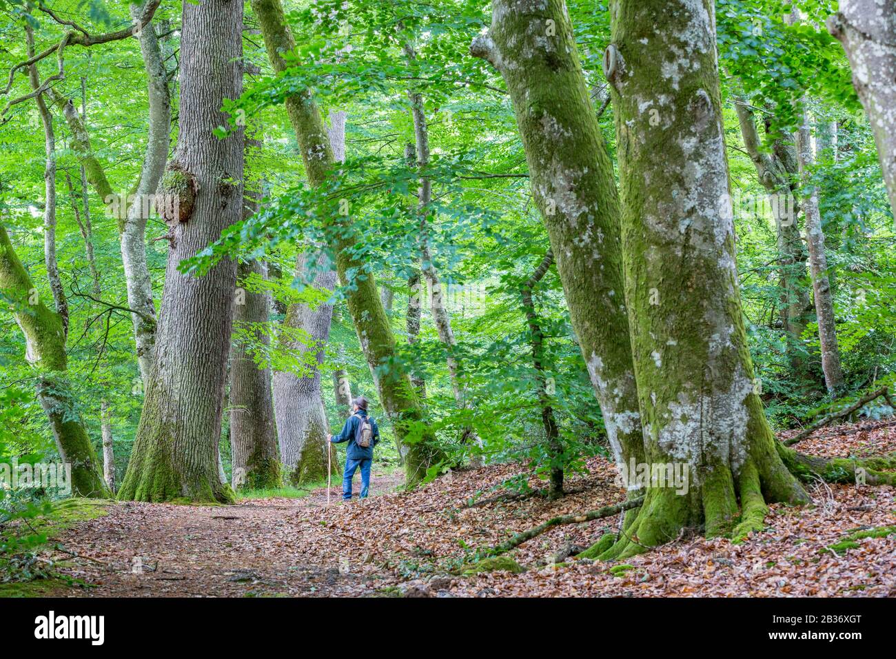 Troncais forest hi-res stock photography and images - Alamy