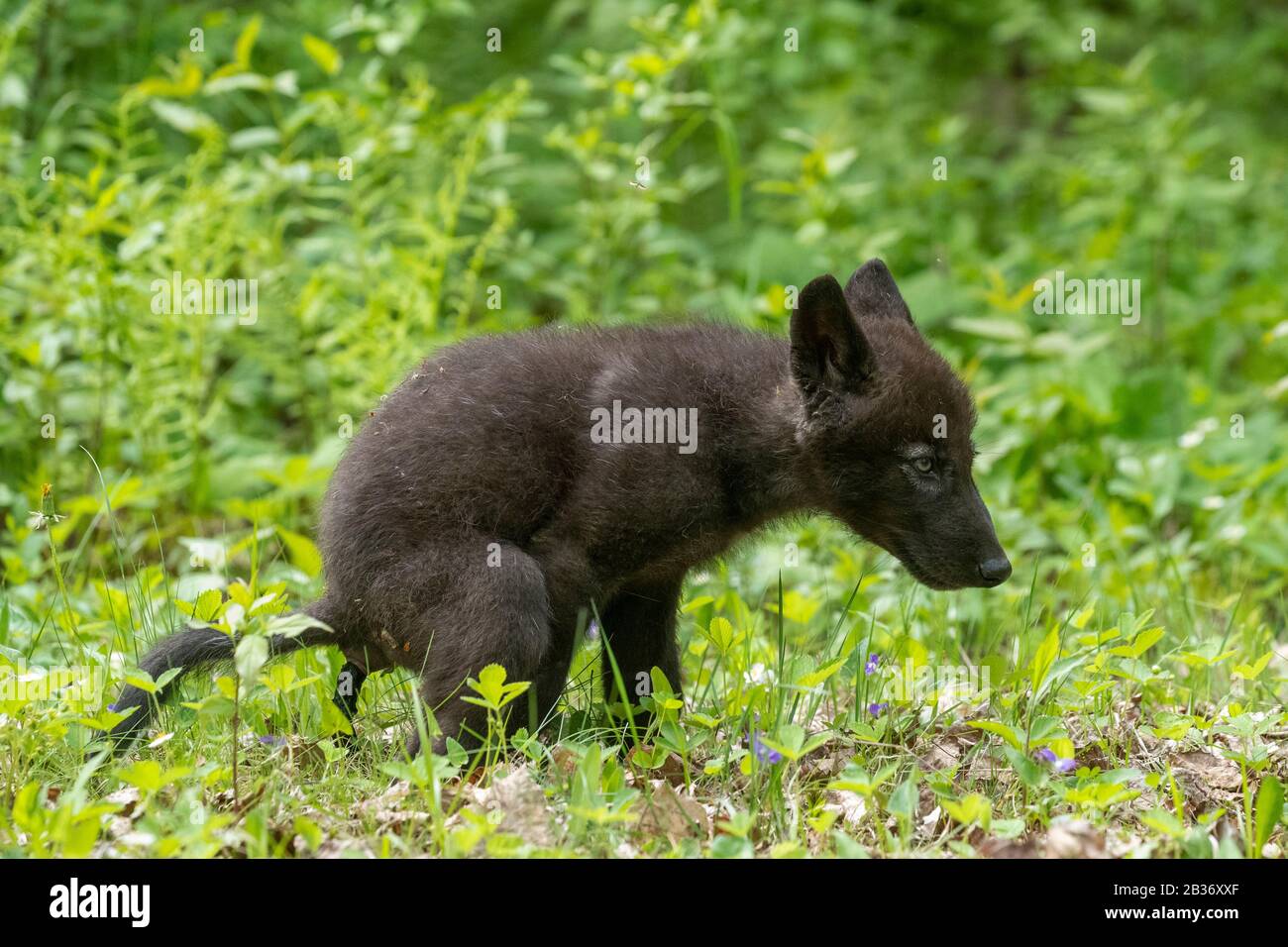 Wolf Poop How To Identify Wolf Poop: Key Traits & Signs To Look For
