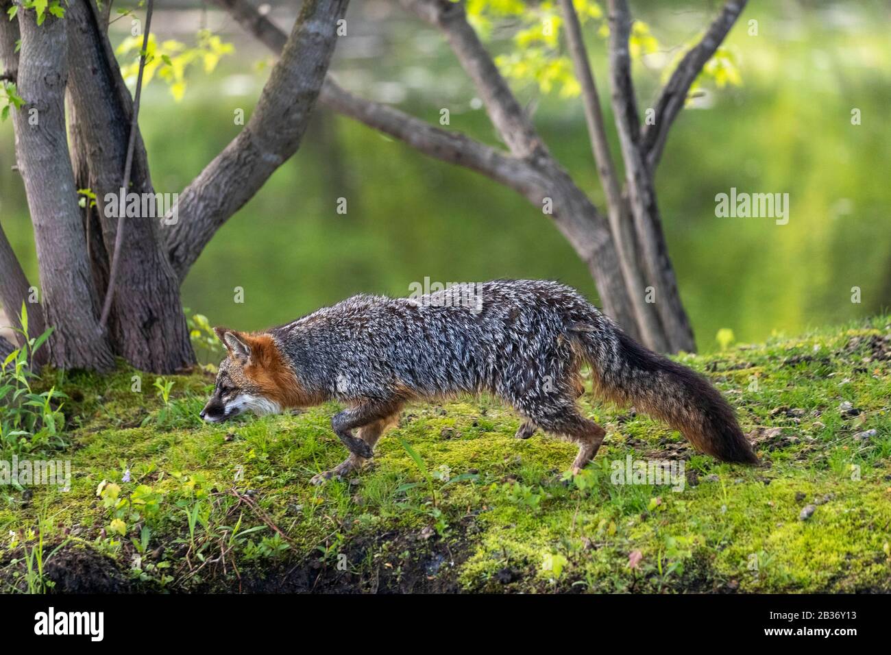Red Fox Variety High Resolution Stock Photography and Images - Alamy