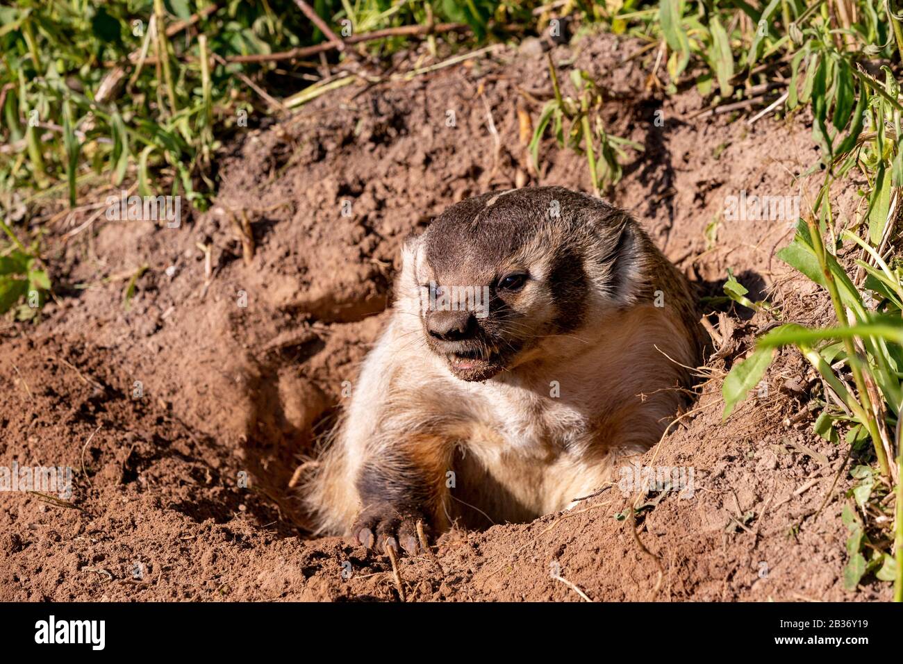 United States, Minnesota, American badger (Taxidea taxus), captive ...