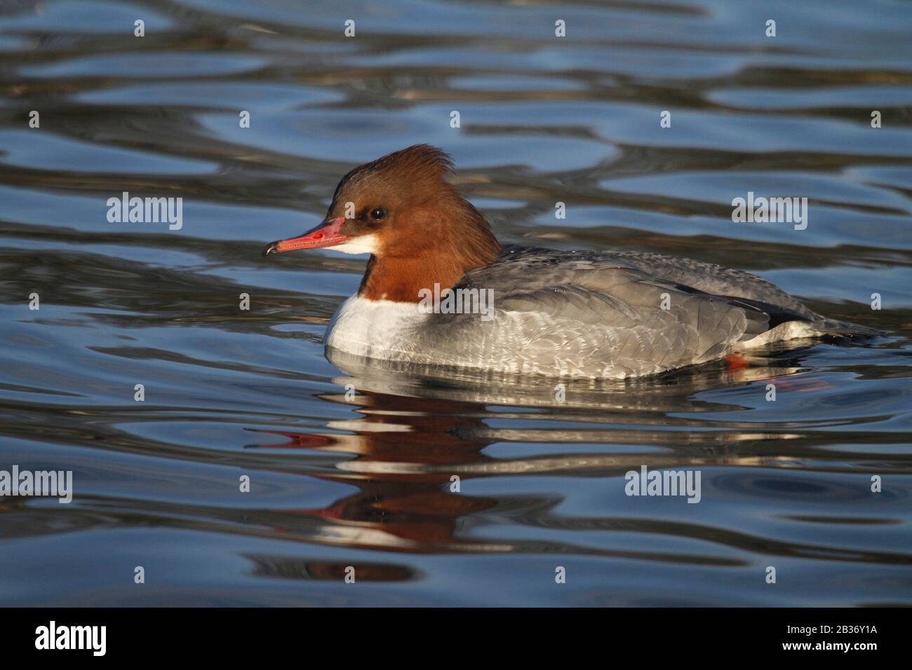 Goosander eurasian hi-res stock photography and images - Alamy
