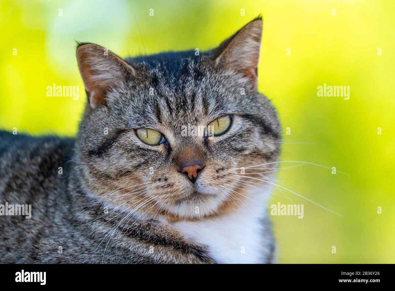 United States, Minnesota, Domestic cat Catus domesticus Stock Photo - Alamy