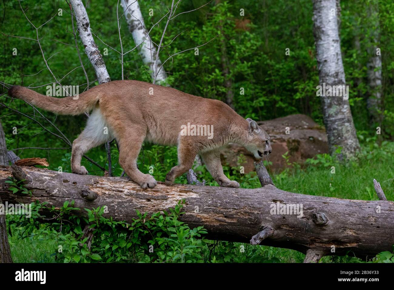 United Sates, Minnesota, Cougar (Puma concolor), captive Stock Photo ...