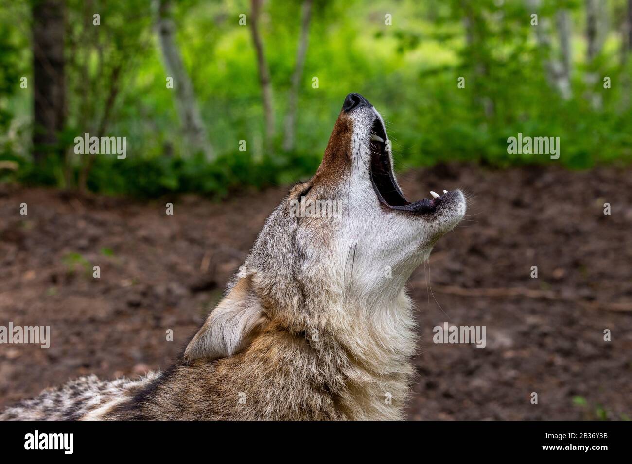 United States, Minnesota, Coyote (Canis latrans), Adult, Howling ...
