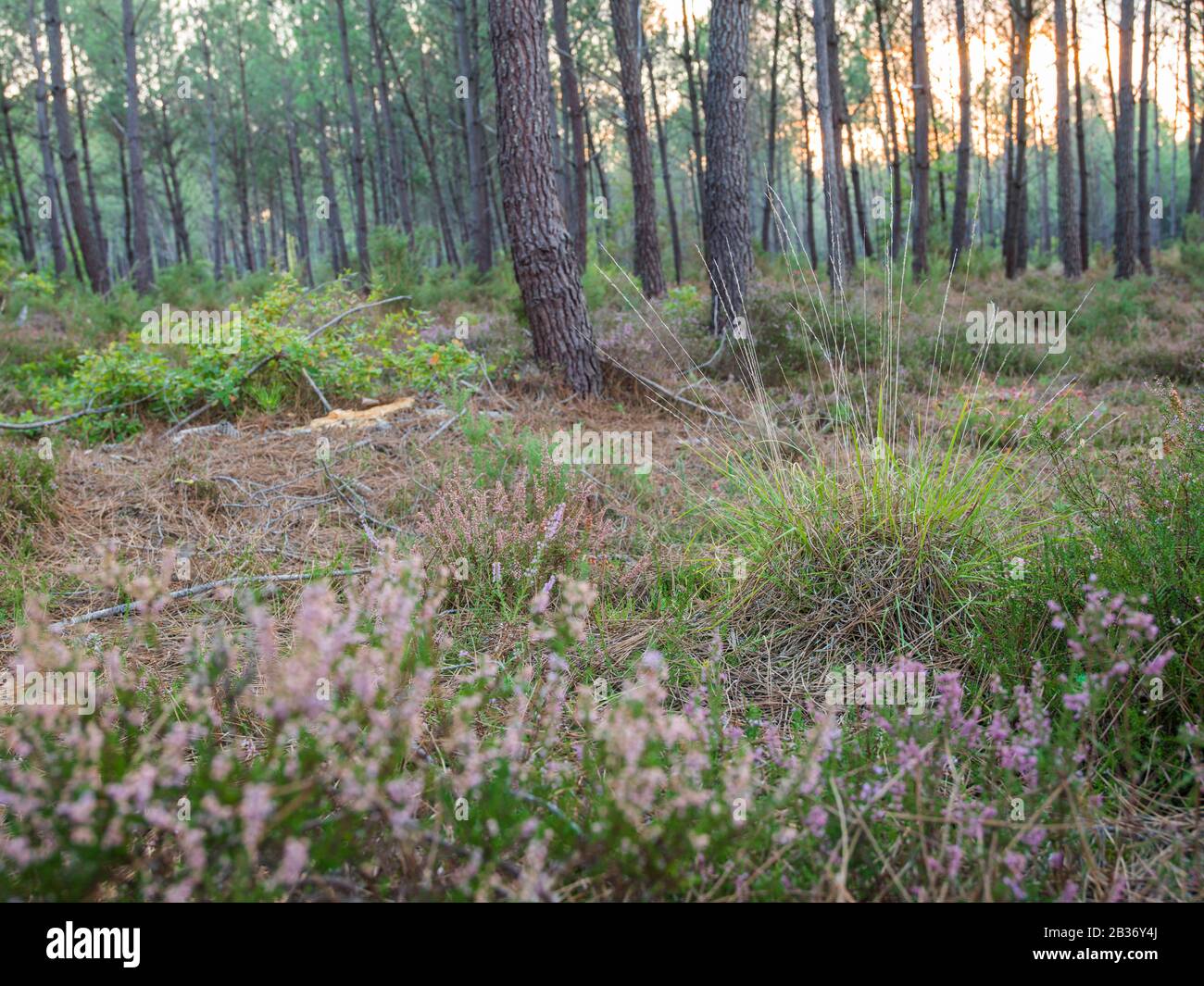 France, Landes, Landes de Gascogne Regional Natural Park, Pine Trees ...