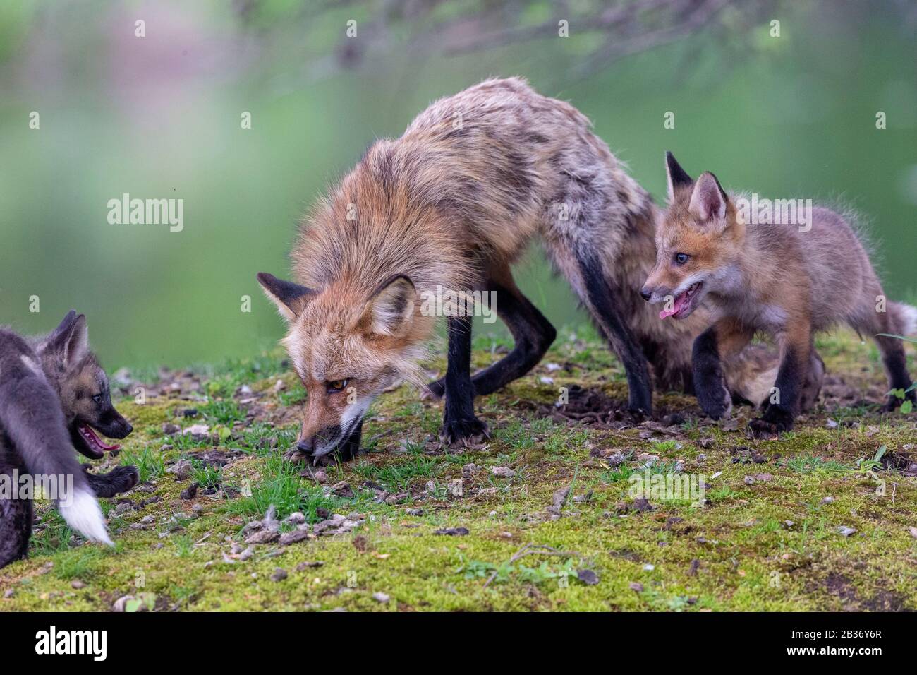 United Sates, Minnesota, Red Fox (Vulpes vulpes), Adult and young ...