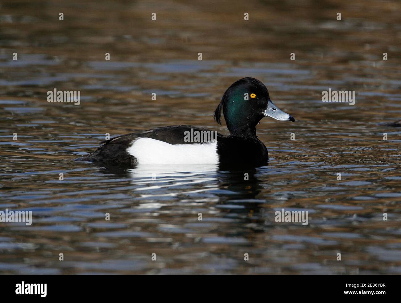 Northern eurasia duck hi-res stock photography and images - Alamy