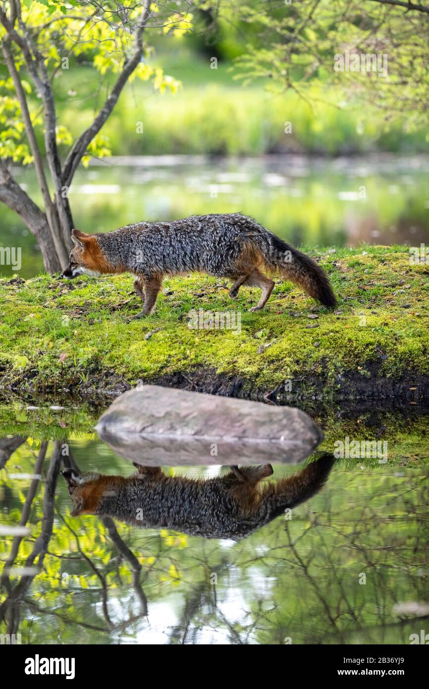 United States, Minnesota, Cross fox is a variety of Red Fox (Vulpes ...