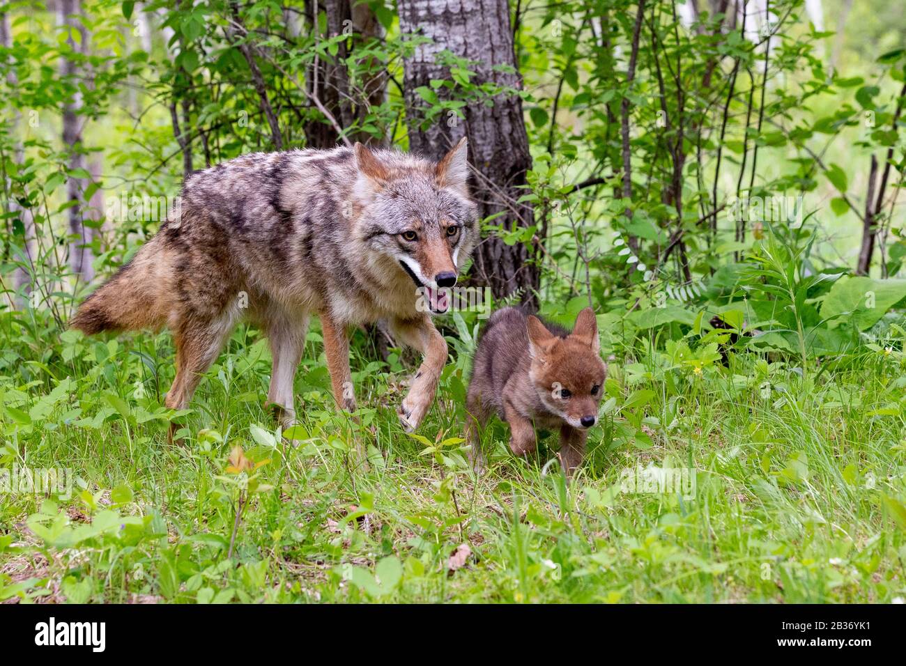 United States, Minnesota, Coyote (Canis latrans), Adult with young ...