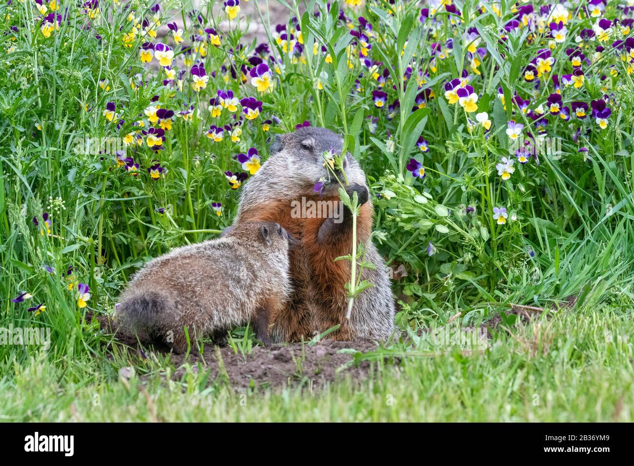 United Sates, Minnesota, Groundhog or Woodchuck (Marmota monax) captive ...