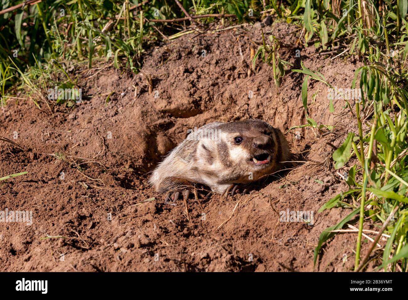 United States, Minnesota, American badger (Taxidea taxus), captive ...