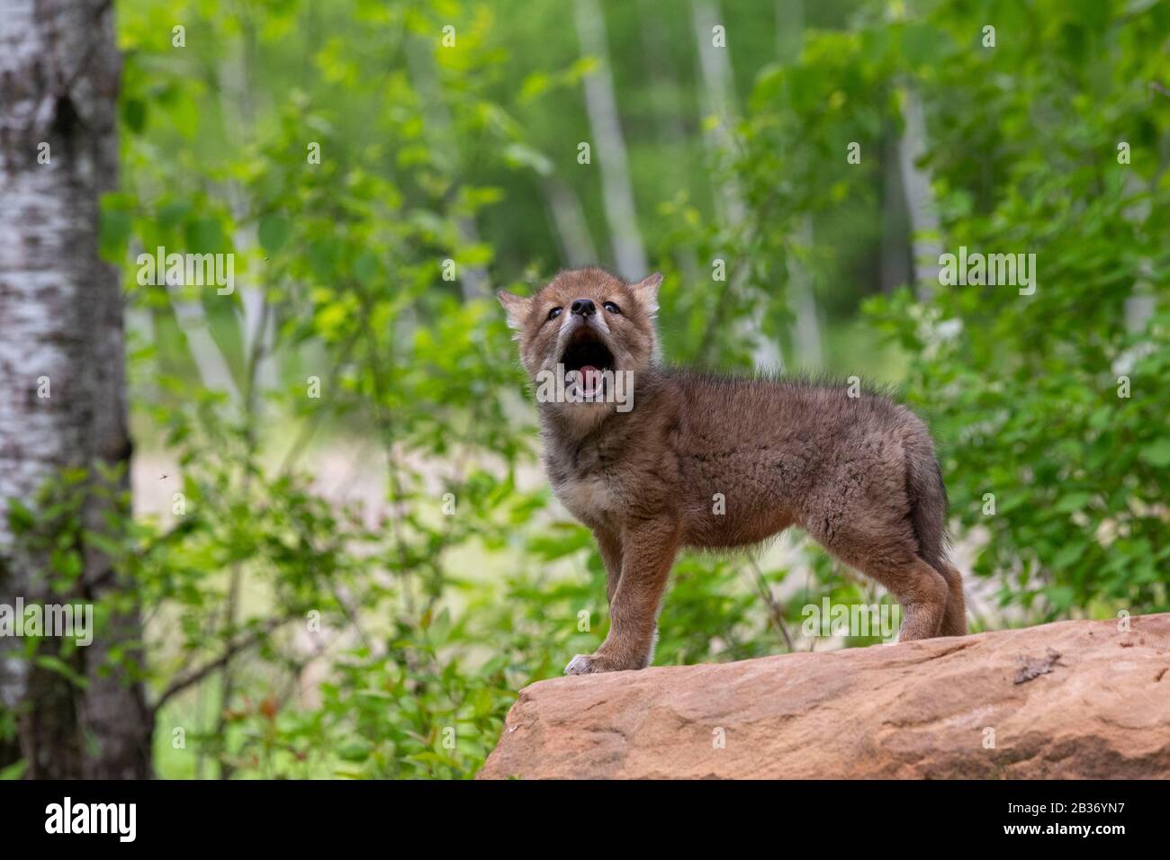 United States, Minnesota, Coyote (Canis latrans), Young, Howling ...