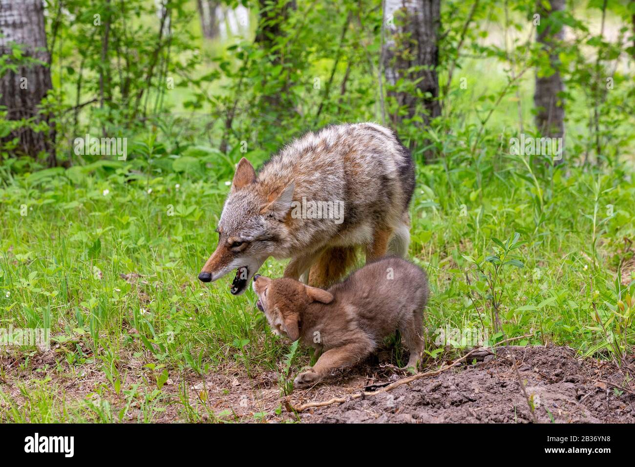 United States, Minnesota, Coyote (Canis latrans), Adult with young ...