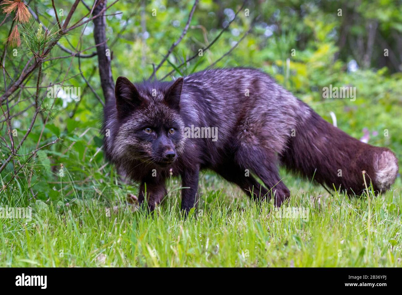 United Sates, Minnesota, Red Fox (Vulpes vulpes), Adult alone, captive ...