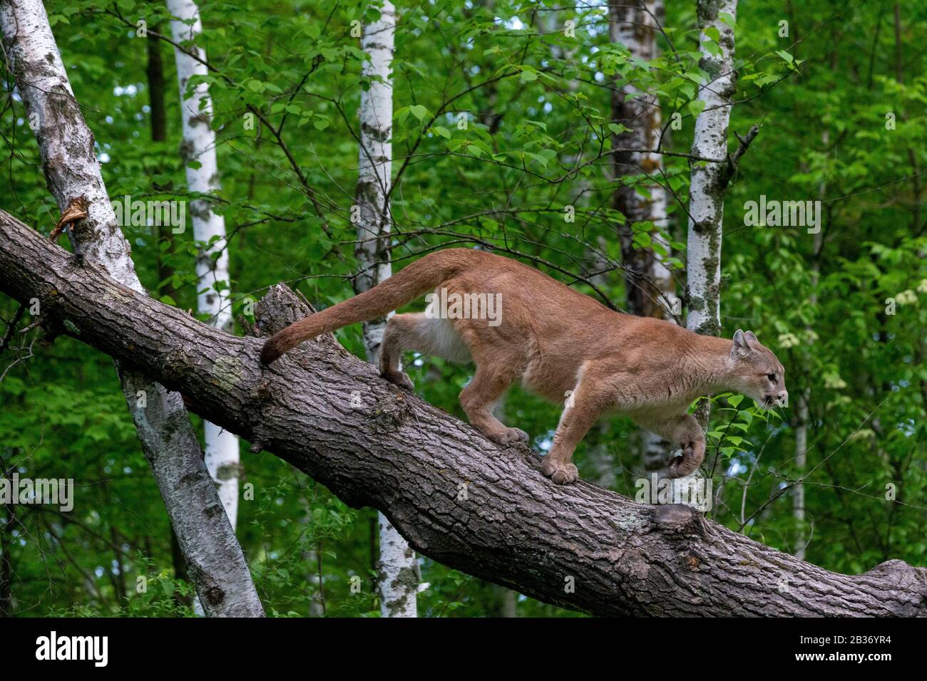 United Sates, Minnesota, Cougar (Puma concolor), captive Stock Photo ...