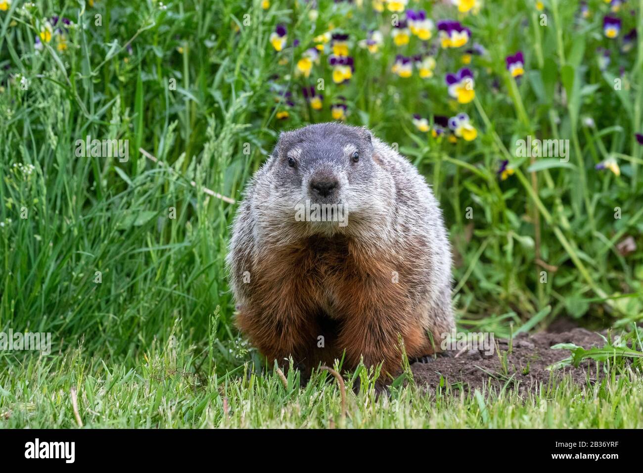 Groundhog woodchuck marmota monax minnesota hi-res stock photography ...
