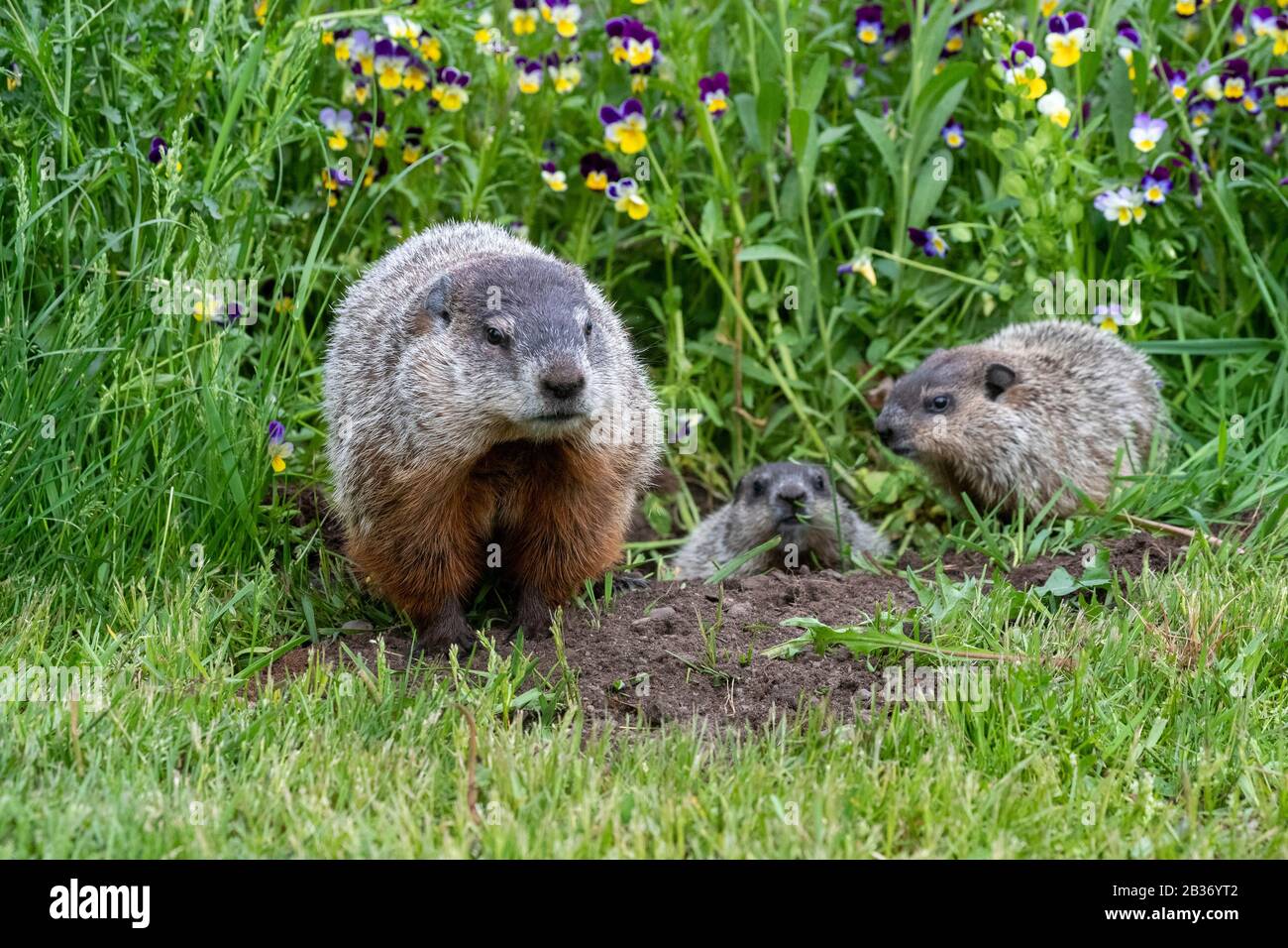 United Sates, Minnesota, Groundhog or Woodchuck (Marmota monax) captive ...