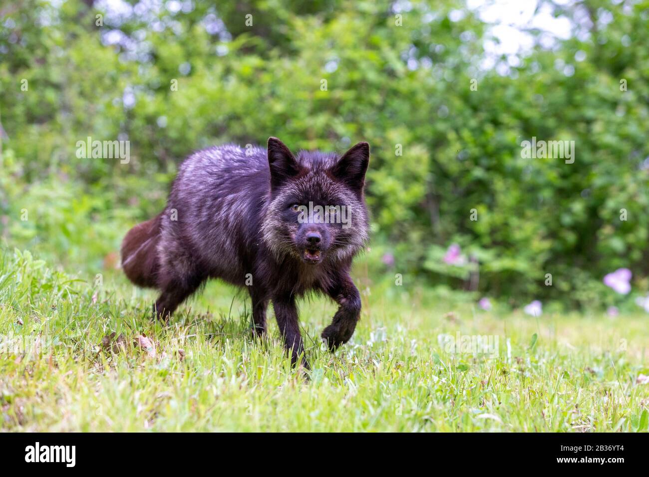 United Sates, Minnesota, Red Fox (Vulpes vulpes), Adult alone, captive ...