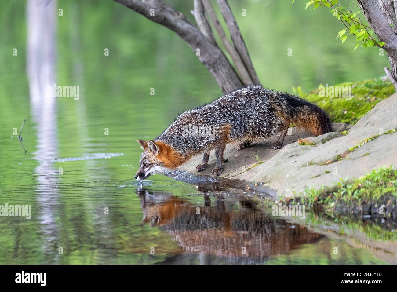 Red Fox Variety High Resolution Stock Photography and Images - Alamy