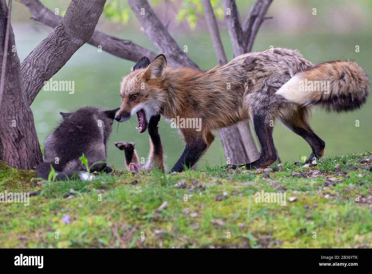 United Sates, Minnesota, Red Fox (Vulpes vulpes), Adult and young ...