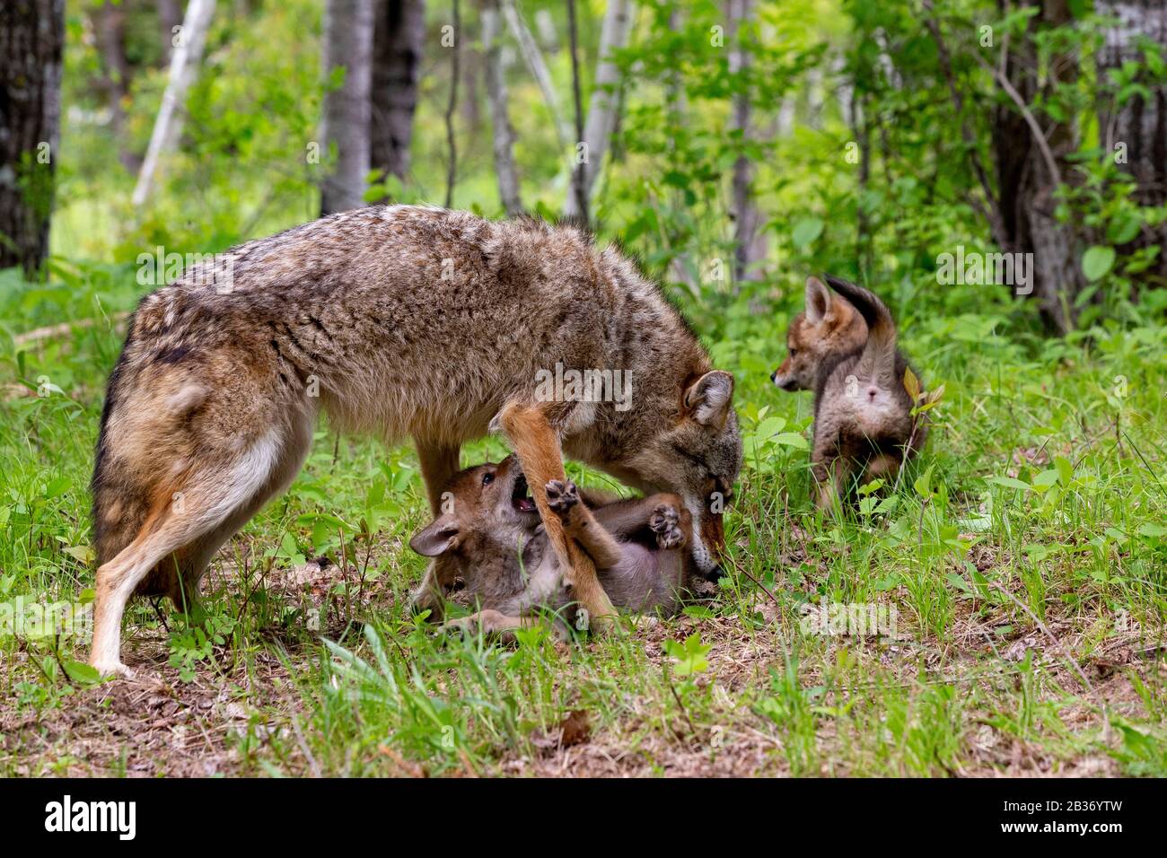 United States, Minnesota, Coyote (Canis latrans), Adult with young ...