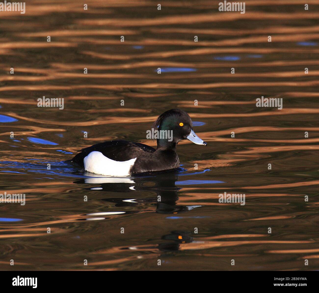 Northern eurasia duck hi-res stock photography and images - Alamy