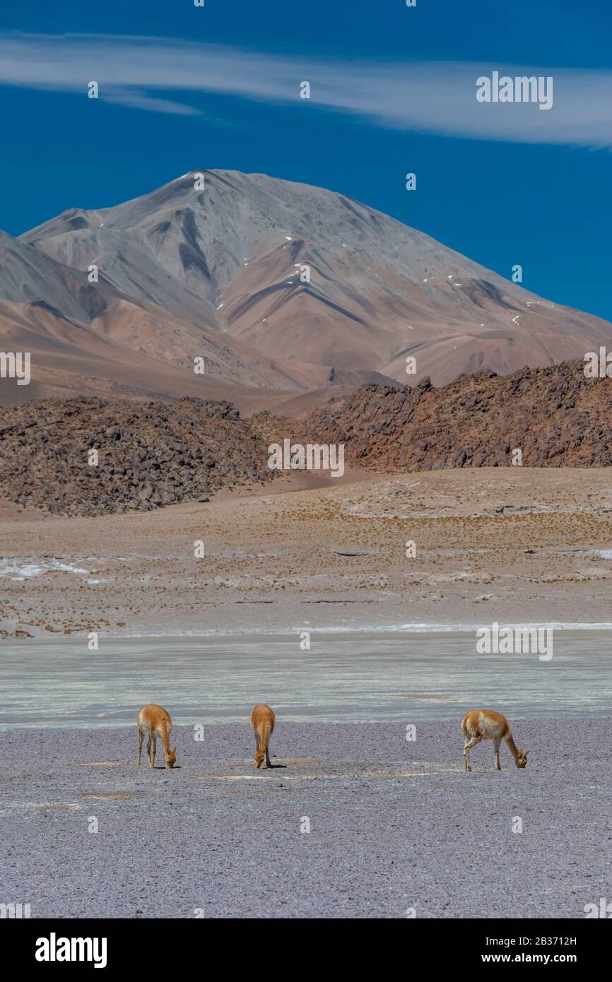 Argentine, Catamarca province, Puna desert, El Penon, vicunas (Vicugna ...